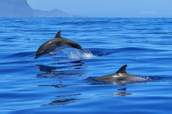 Private boat tour - Frequently Asked Questions