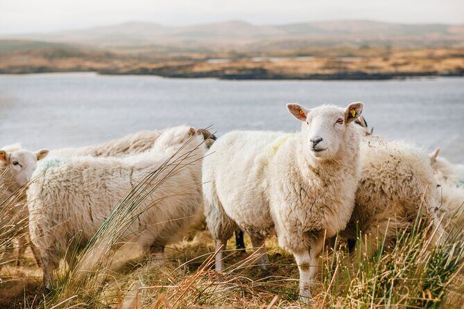 Private Connemara Day Tour - Authentic Experiences That Make This Tour Special