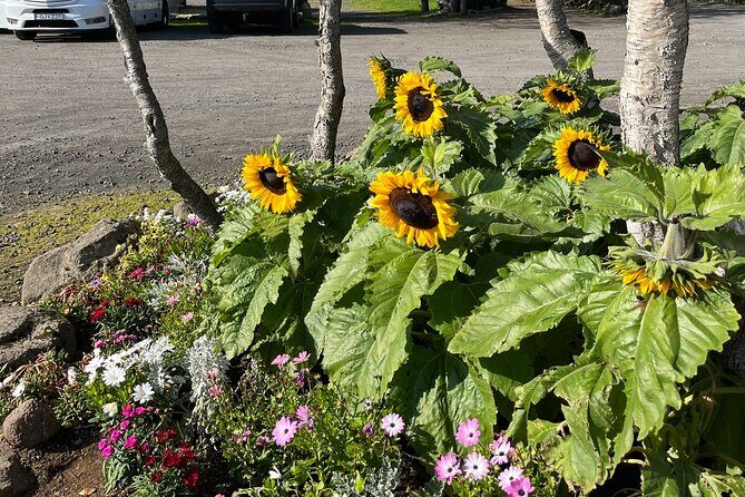 Private Guided Tour Golden Circle & Friðheimar Greenhouse Iceland - Transportation and Service Quality