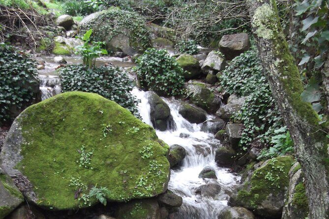 Private Monchique Guided Forest Hike w/Medronho Tasting - Countryside and Farm Visits