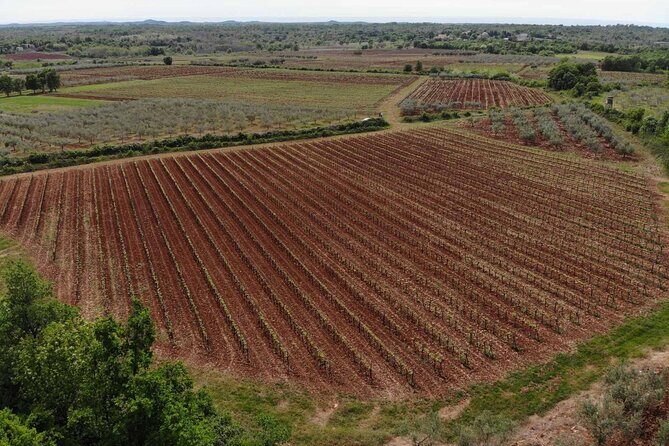 Private Sparkling Wine Tasting in Istria - Who Should Book This Experience?