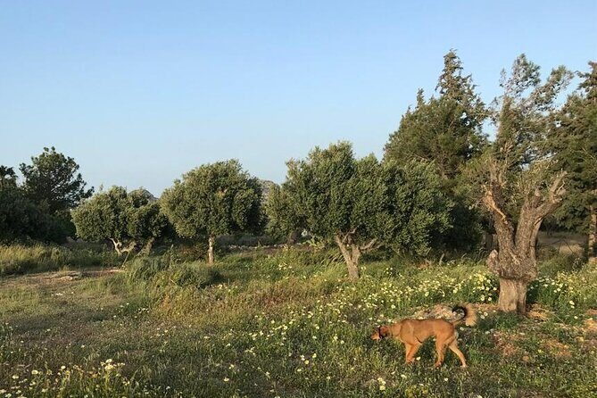 Private Tour: Discover the Secret World of Olives in Afantou - Olive Oil Tasting and Practical Tips