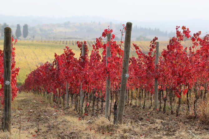 Private Tour: Guided Hike in Tuscany with Transport from Siena - A Closer Look at the Itinerary and Experience