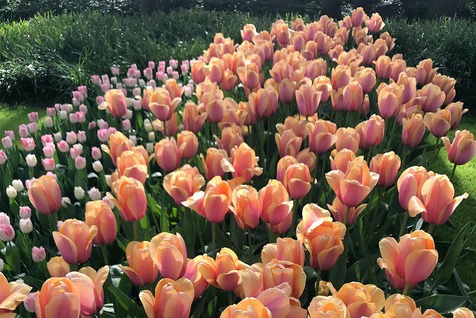 Private Tour to the Keukenhof and Tulip Fields - Final Thoughts: Is It Worth It?
