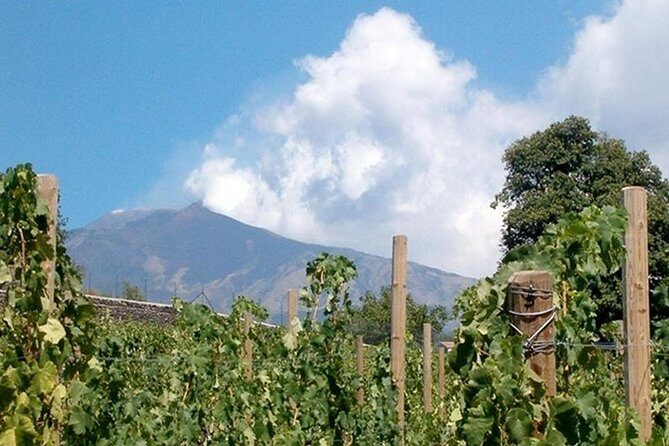 Private visit to the cellars of Etna with wine tasting - Transportation and Logistics