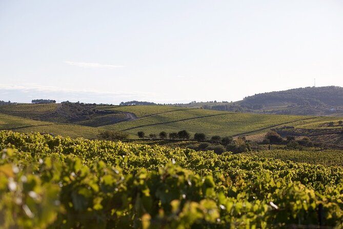 Private visit with wine tasting in Alijó Douro - Final Thoughts