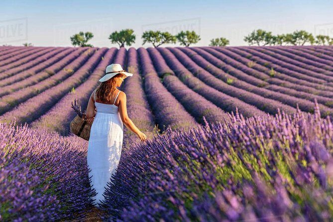 Provence and Lavender - private & Guided Full Day Tour - Stop 2: Plateau de Valensole