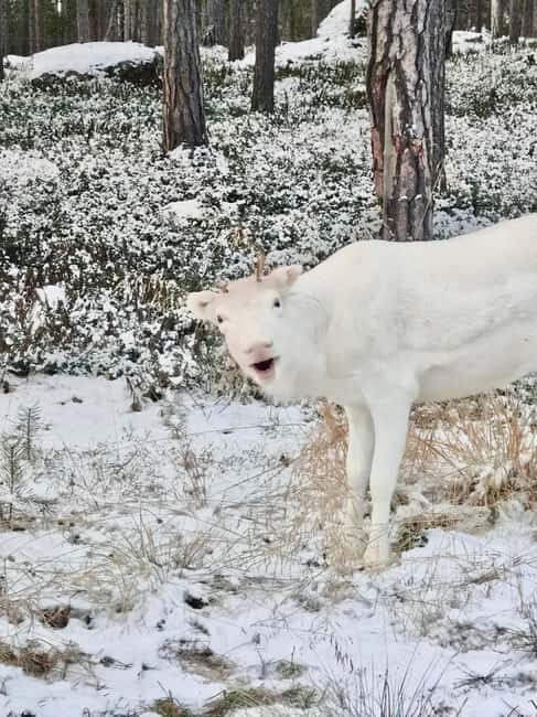 Reindeer feeding in Inari - An In-Depth Look at the Reindeer Feeding Tour