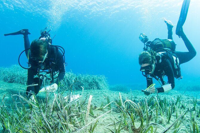 Research diving with a Marine Biologist in Crete - Why This Tour Is a Fantastic Choice