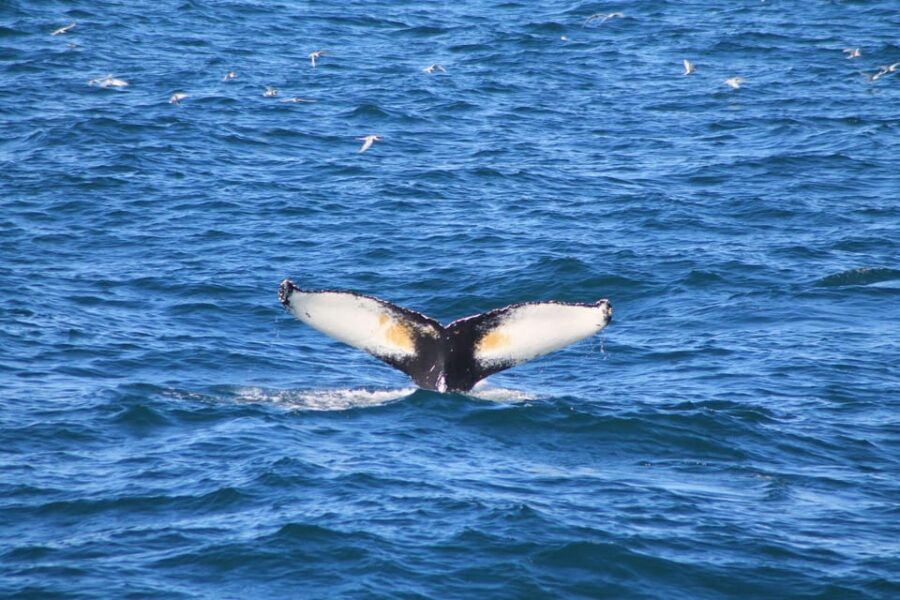 Reykjavík: Whale Watching Cruise and FlyOver Combo Ticket - In-Depth Analysis of the Experience