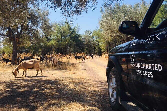 Rhodes North Safari: Hidden Paths & Scenic Flavors - The Sum Up