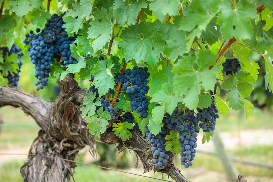 Tempranillo grape cluster on the vine in Rioja