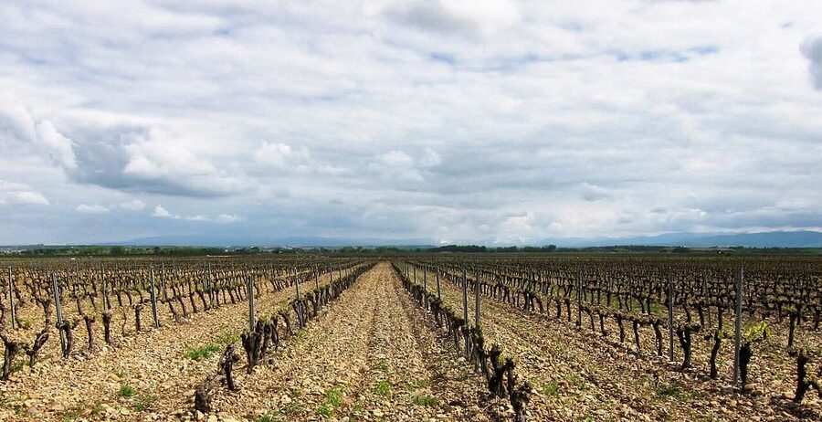 New growing season in a Rioja vineyard