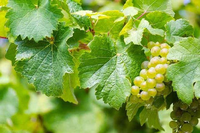 Rome Vineyards Wine tasting Private Day Tour - The Itinerary Breakdown
