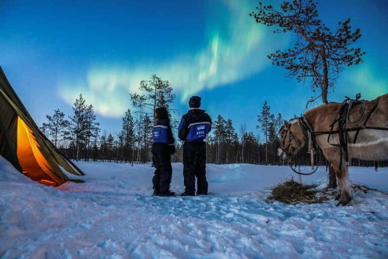 Rovaniemi: Horse Sleigh Ride under the Night Sky - Authenticity & Real Guest Experiences
