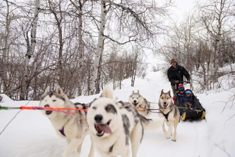 Rovaniemi: One Hour Husky Trip with hotel pick up - Who Will Love This Experience?