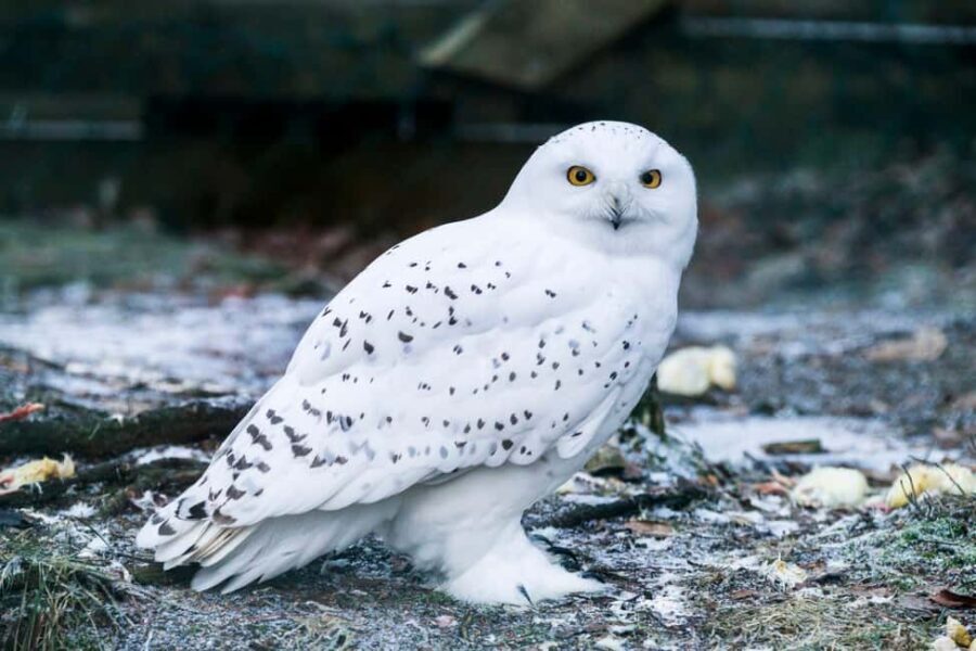 Rovaniemi: Ranua Wildlife Park Day Trip - The Booking and Pricing: Value for Money
