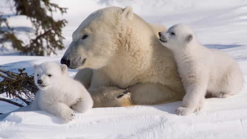 Rovaniemi: Ranua Zoo Visit with Lunch - Pricing and Overall Value