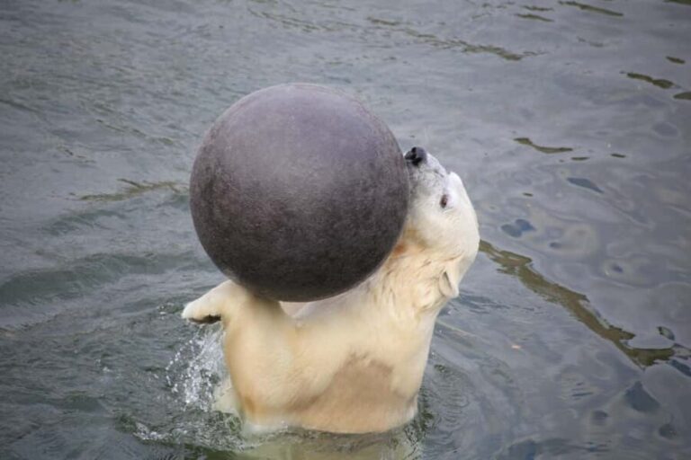 Rovaniemi: Ranua Zoo Wildlife Park Tour with hotel pickup - How This Tour Fits into Your Rovaniemi Adventure
