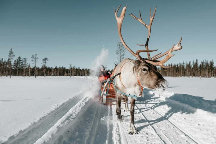 Rovaniemi: Reindeer Farm Visit with Sleigh Ride & Snacks - Who Should Choose This Tour?