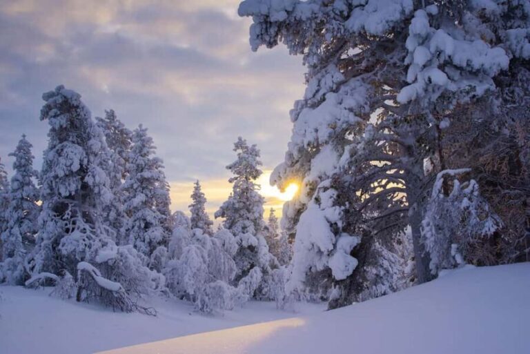 Rovaniemi: Snowy Forest Like in the Movies 3 Hour Tour - Gentle Walks in a Winter Wonderland