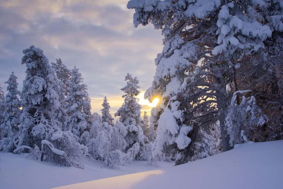 Rovaniemi: Snowy Forest Like in the Movies 3 Hour Tour - Gentle Walks in a Winter Wonderland