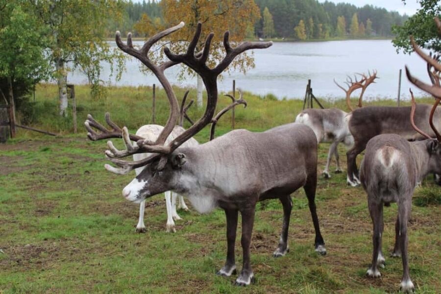 Rovaniemi: Summer/Autumn Reindeer Farm Experience - Practical Details: What You Need to Know