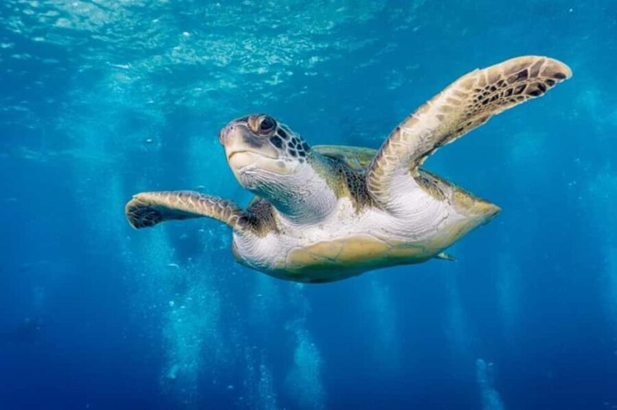 S. Tenerife: 2 Dives for Beginners (Beach + Boat Experience) - Exploring the Experience in Detail