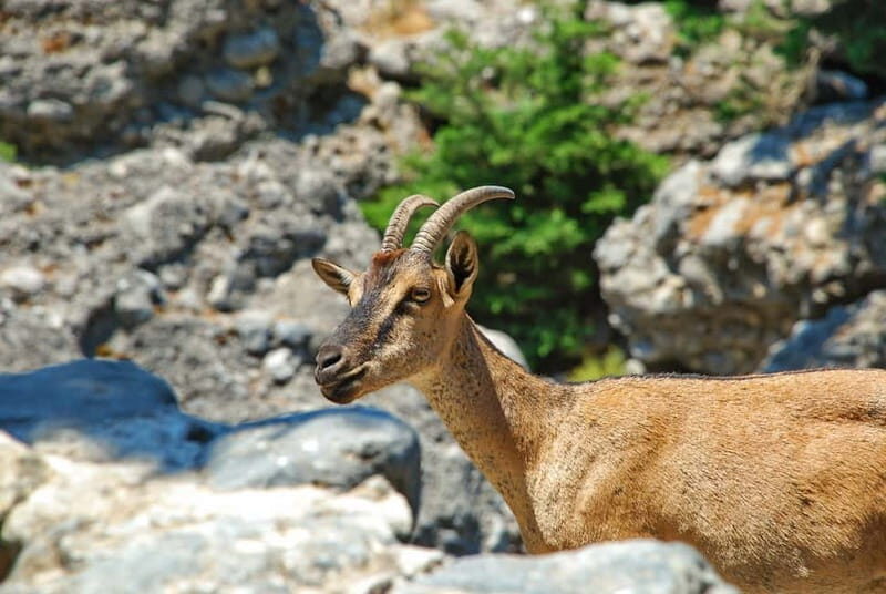 SAMARIA GORGE Full-Day Trip from CHANIA - What’s Included and What to Keep in Mind