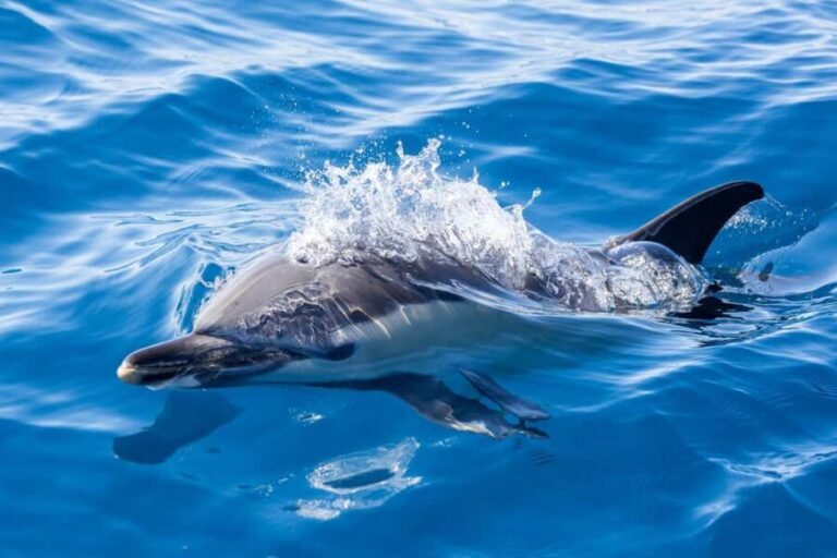 São Miguel: Whale Watching & Wild Dolphins Swimming Full-day - FAQ