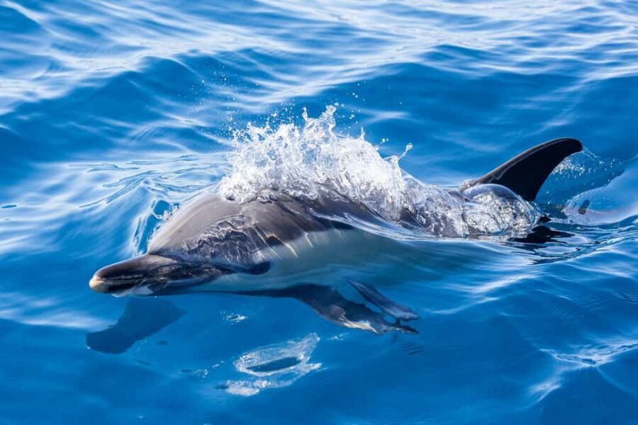 São Miguel: Whale Watching & Wild Dolphins Swimming Full-day - FAQ