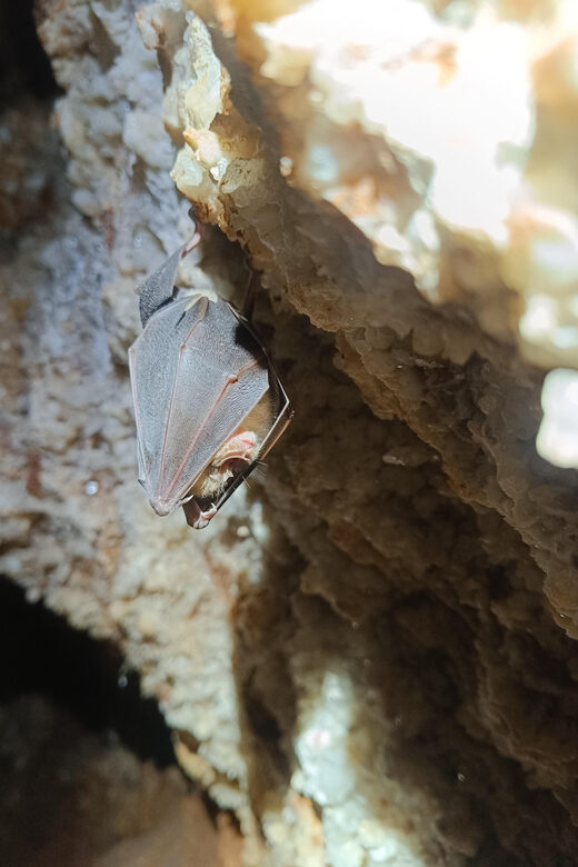 Serra dos Candeeiros: Alcobertas' Cave and the Natural Park - The Value for Money