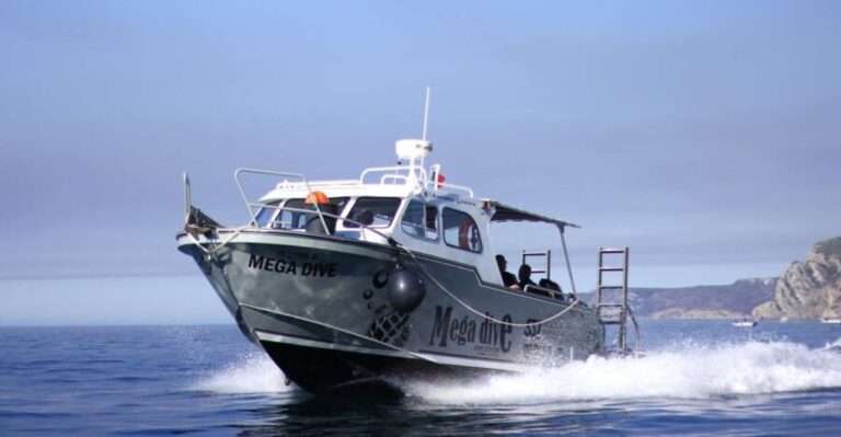 Sesimbra: Dolphin Watching with a marine biologist - What’s Included and What to Expect