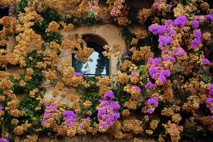 Flowering window on a medieval wall in Sirmione
