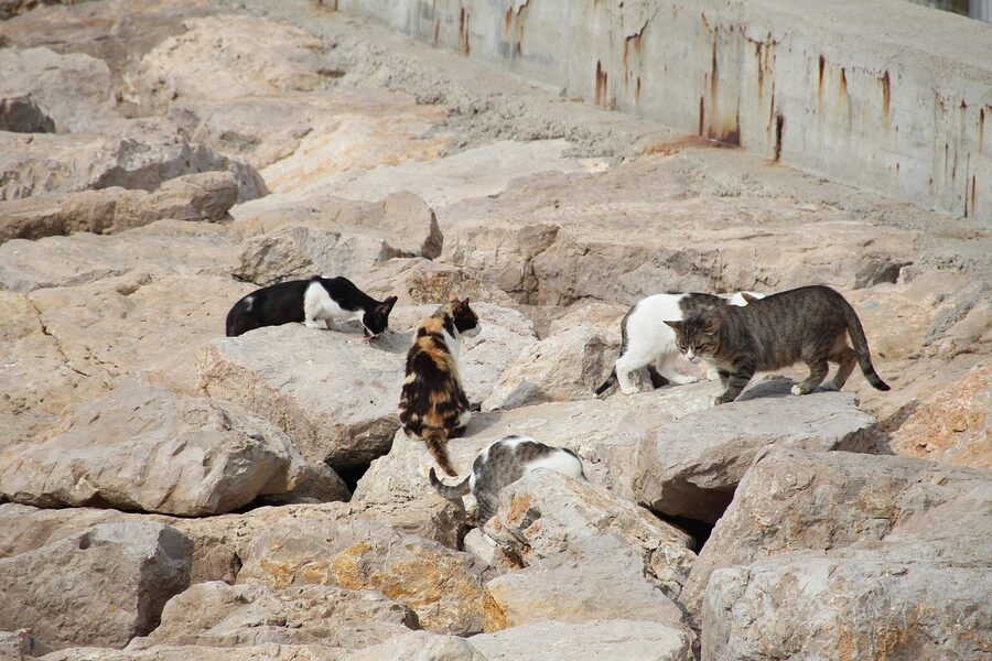 Sitges breakwater with stray cats and church behind