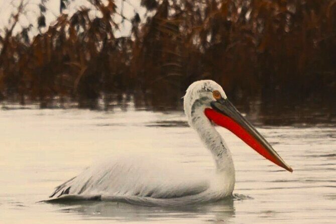 Skadar Lake National Park: Birdwatching & Photography Tour - Detailed Breakdown of the Itinerary