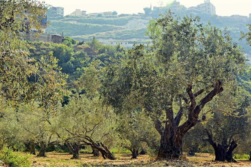 Small group- Exclusive Olive Oil & Wine Tour Mallorca - Authentic, In-Depth Experiences