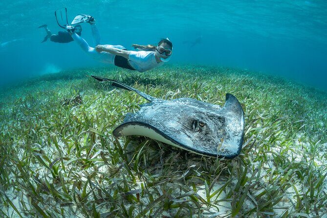 Snorkel Rental 24h, discover Tenerifes Ocean on your own! - Authentic Experiences from Other Travelers