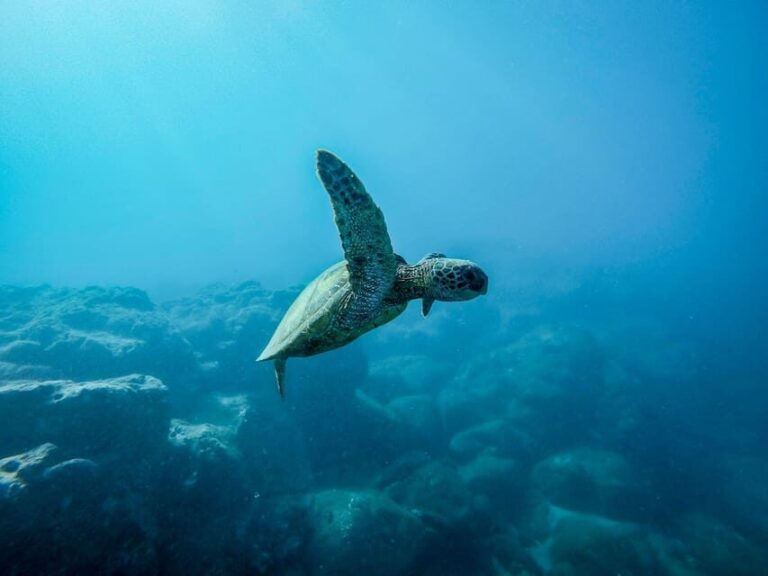 Snorkeling for beginners in crystal clear sea of Halkidiki - The Experience in Detail