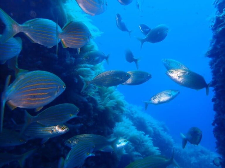 Snorkeling guided tours for tha all family! - The Experience at a Glance