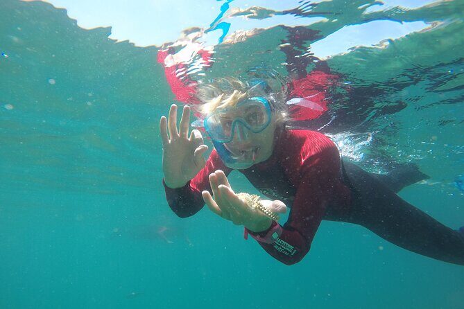 Snorkeling - Marine Park Discovery - An Overview of the Experience