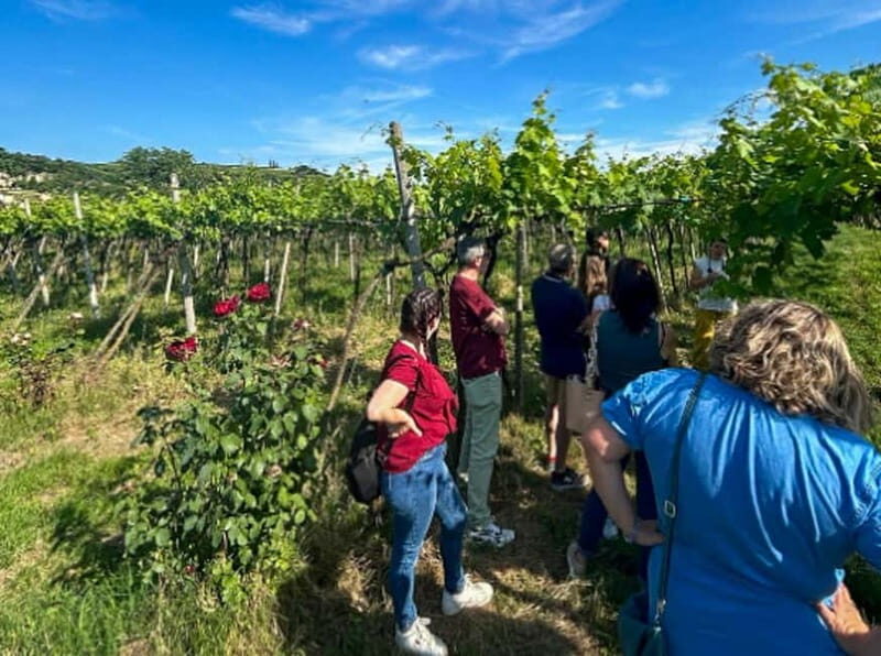 Soave: Wine Tasting and Vineyard Tour in Historical Centre - Who Will Love This Experience?