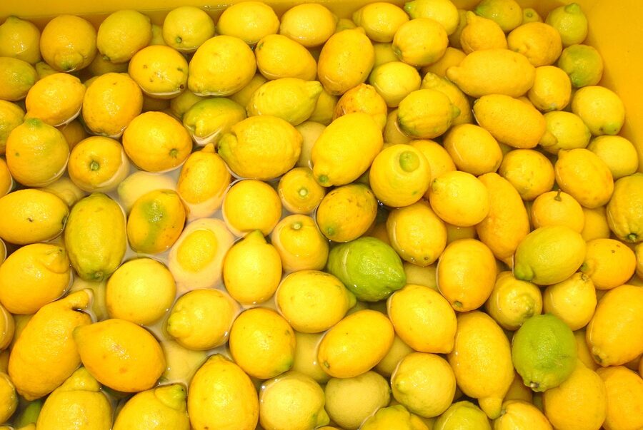 Sorrento lemons used to make limoncello
