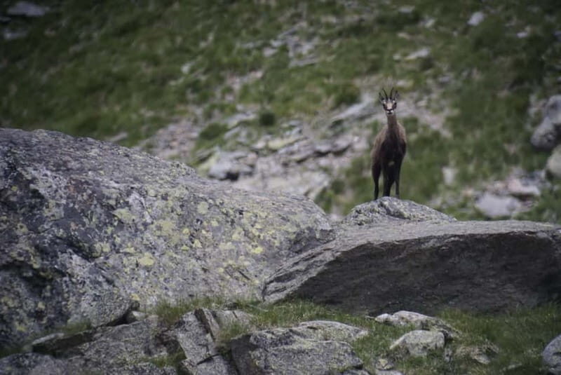Switzerland: Private nature safari with a local guide. Check out the Alps, lakes, and more - What to Expect on the Tour