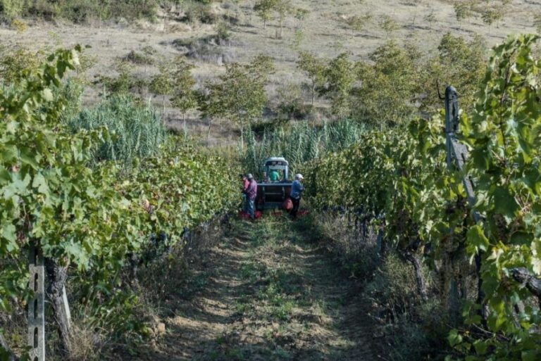 Tamburini Wine Tour and Tasting - Authentic and Personalized Experience