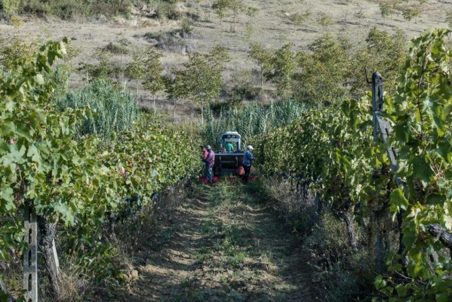 Tamburini Wine Tour and Tasting - Authentic and Personalized Experience