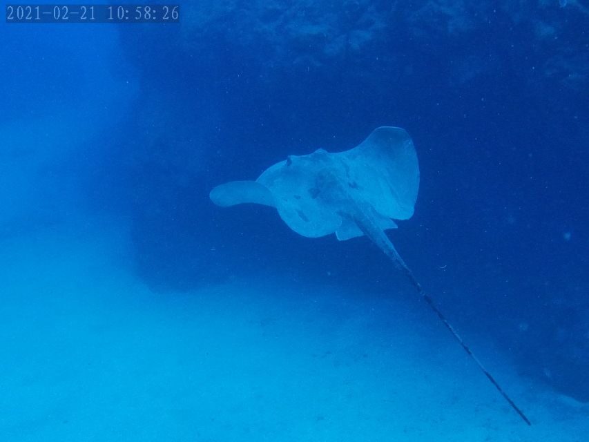 Tenerife: Puerto Colon Certified Scuba Dive by Speed Boat - Thorough Breakdown of the Itinerary