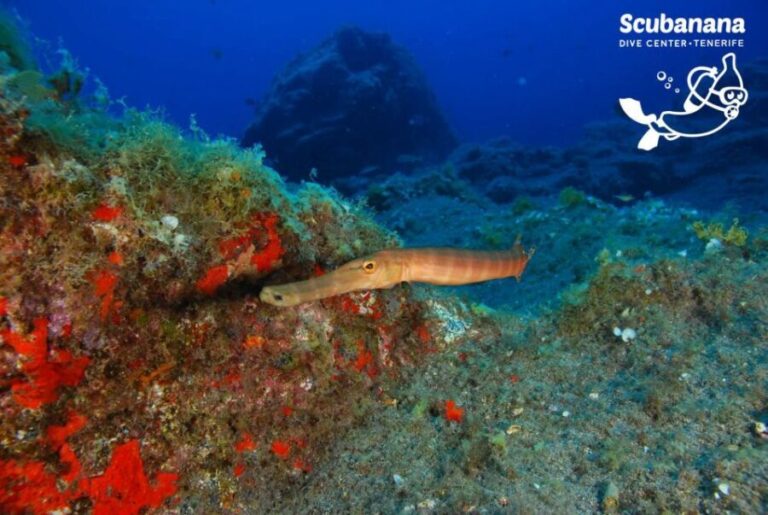 Tenerife: Snorkeling Equipment Rental in Radazul - Practical Details and Tips