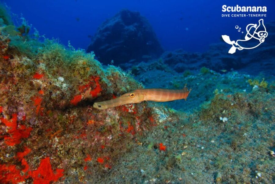 Tenerife: Snorkeling Equipment Rental in Radazul - Practical Details and Tips