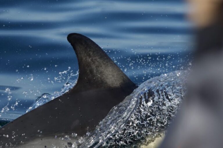 The North Coast Boat Trip Experience - Why This Tour Offers Great Value
